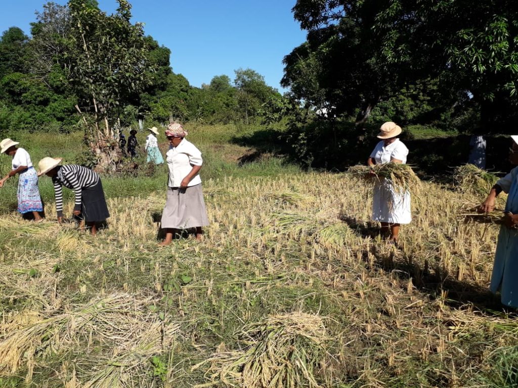 Les récoltes de riz à Madagascar – Soeurs des Sacrés Coeurs de Jésus et ...