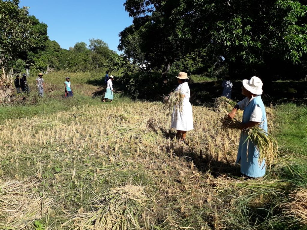 Les récoltes de riz à Madagascar – Soeurs des Sacrés Coeurs de Jésus et ...